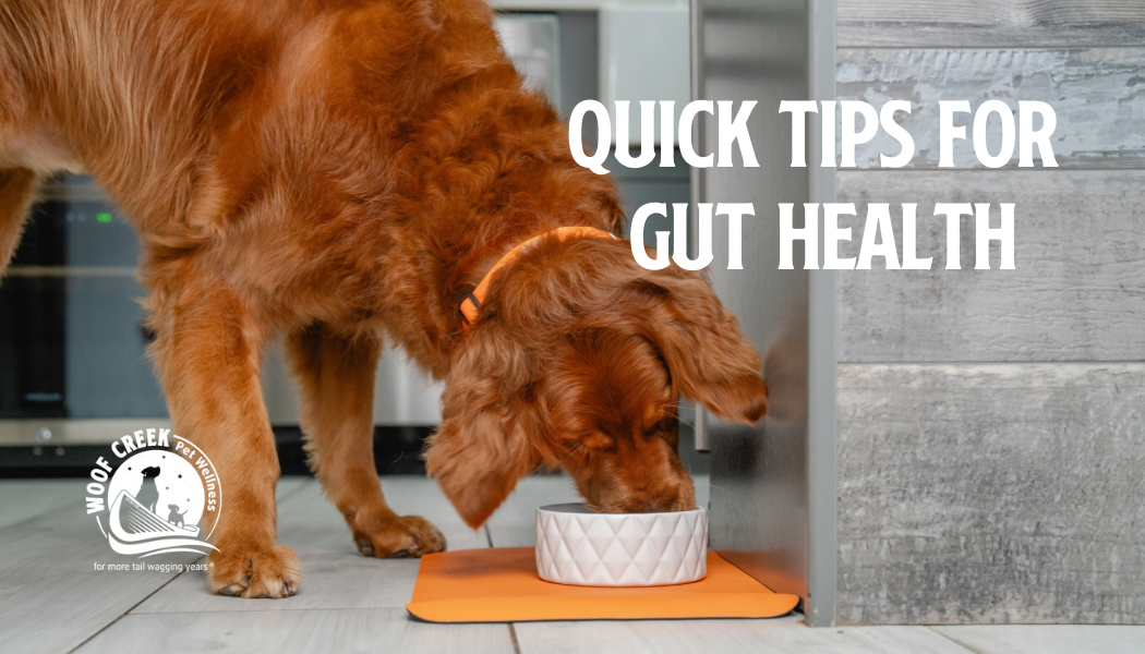 Quick Tips for Gut Health | Woof Creek Pet Wellness